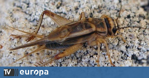 Grilo-doméstico autorizado para alimentação humana na União Europeia ...